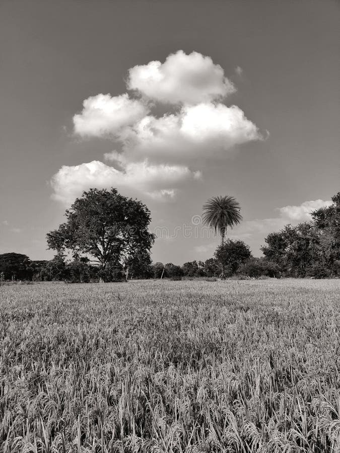 A Black and White Picture of a Fields and Sky Stock Photo - Image of ...