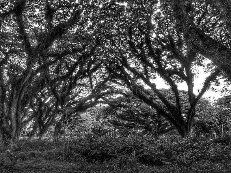 Black and White Picture of Roots of Rhizophora Plant at Mangrove Forest ...