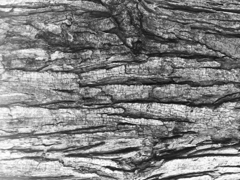 Black and White Picture Tree Bark Texture Stock Photo - Image of macro ...