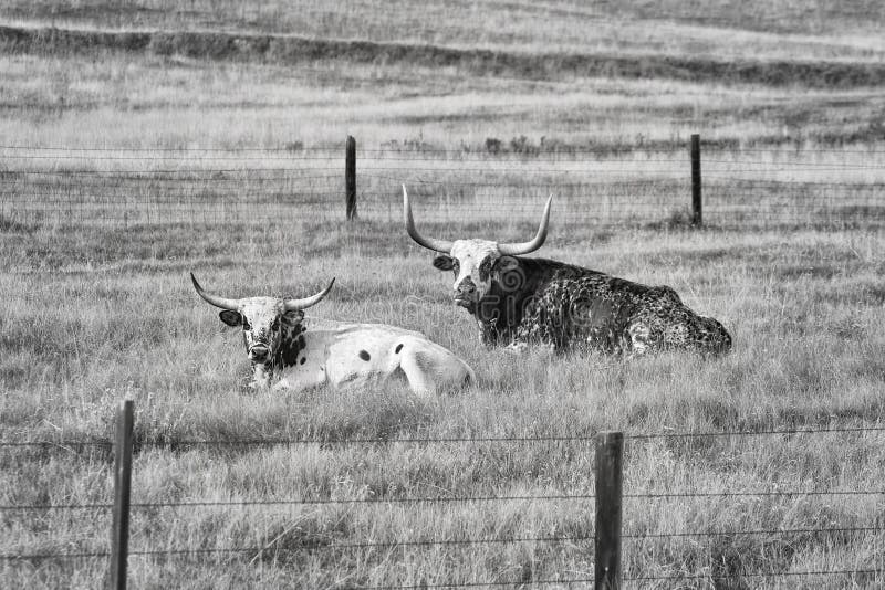 Black and White Picture of Two Texas Longhorns Lying Down. Stock Image ...