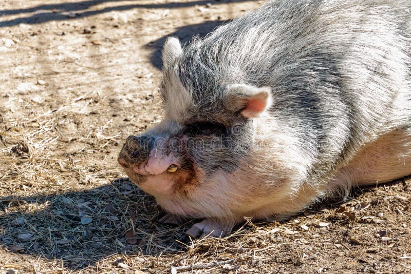Black and White Pig at Rest Stock Photo - Image of lizard, peacock ...