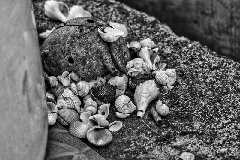 Black and White from a Pile of Shells and Coconut Shells Stock Photo ...