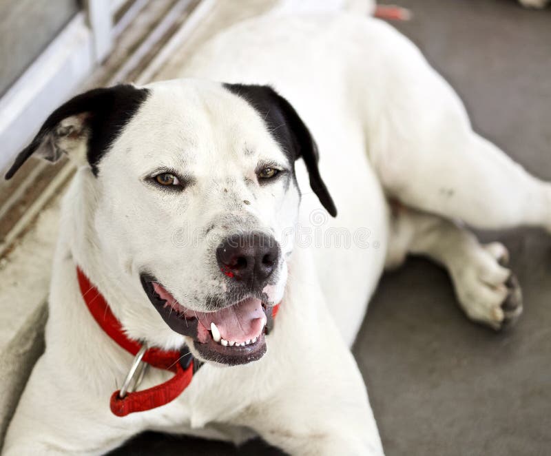 Black and White Pitbull Mix Stock Photo - Image of laying, white: 219710218