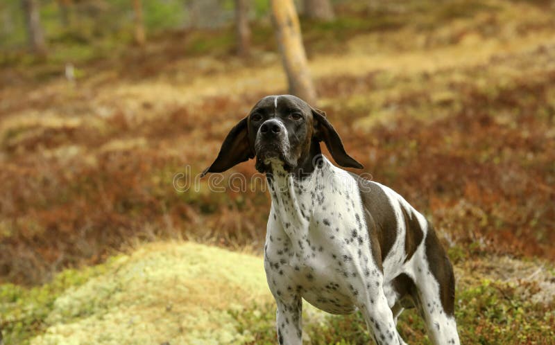 Hunting Dog English Pointer Portrait. Close Up Stock Image - Image of ...