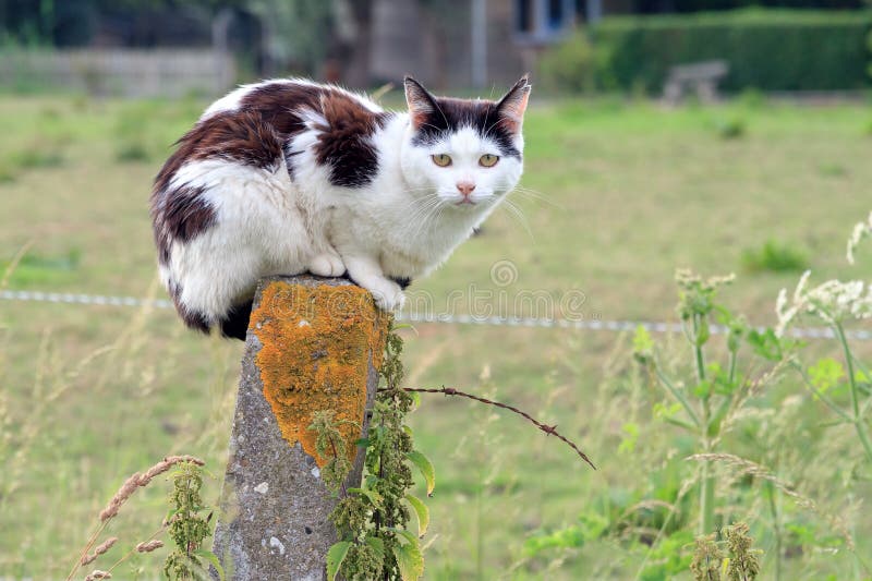 Black and white pole cat stock image. Image of sitting - 89434811