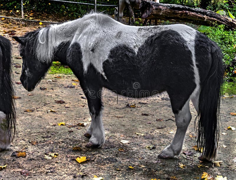 Black and White Pony in Its Enclosure 1 Stock Image - Image of species ...