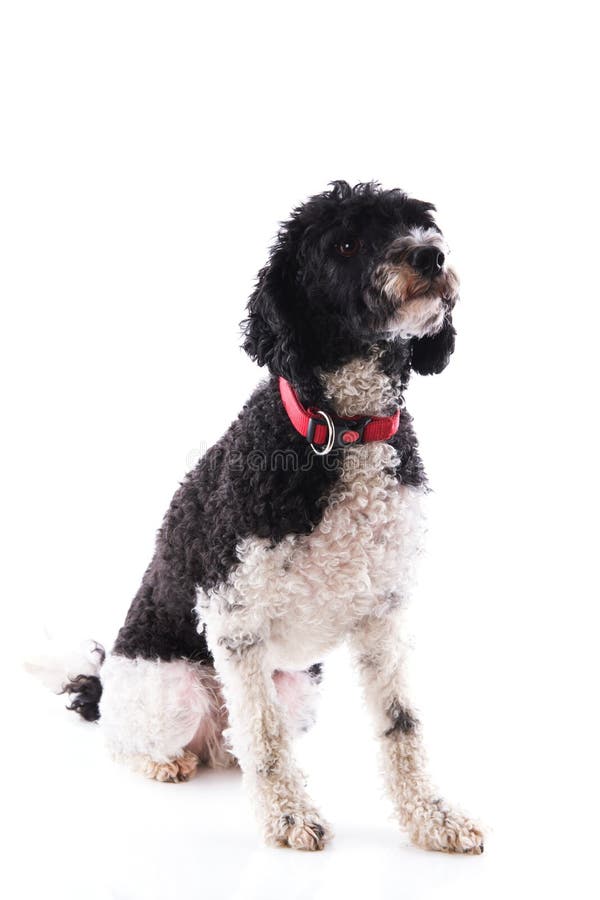 Black and white poodle stock image. Image of necklace - 33160857