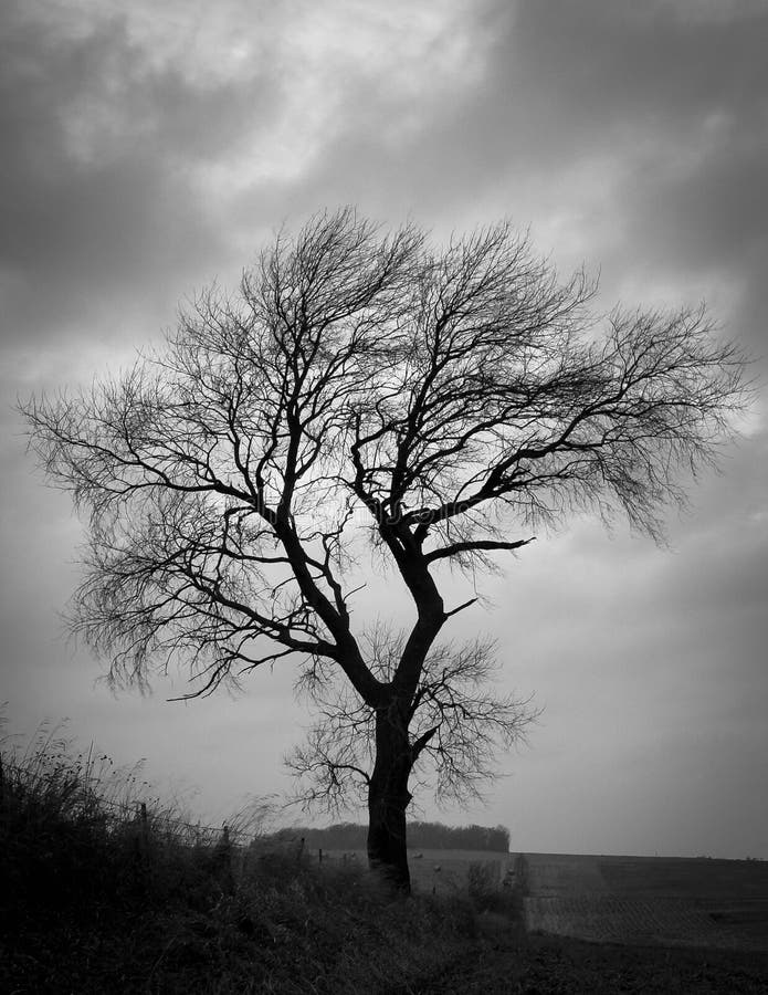 Black and White Portrait of a Bare Tree on a Fence Line after Fall ...