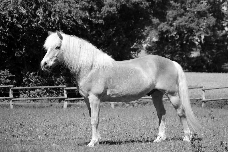 A Black and White Portrait of a Beautiful Standing Haflinger Horse on ...