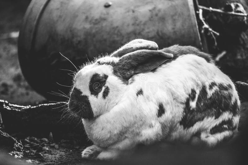 A Black and White Portrait of a Rabbit Sitting on the Ground. the ...