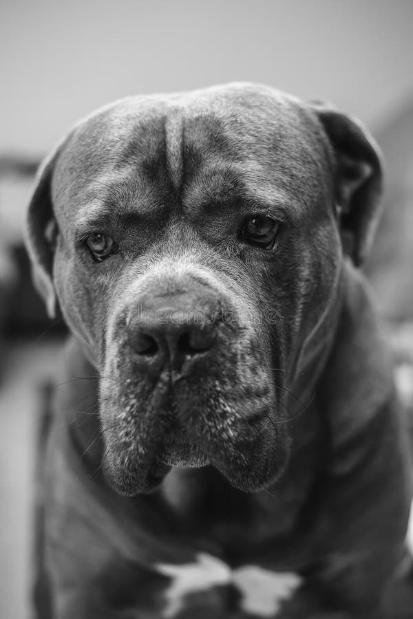 Black and White Portrait of a Sitting Cane Corso Dog Stock Photo ...