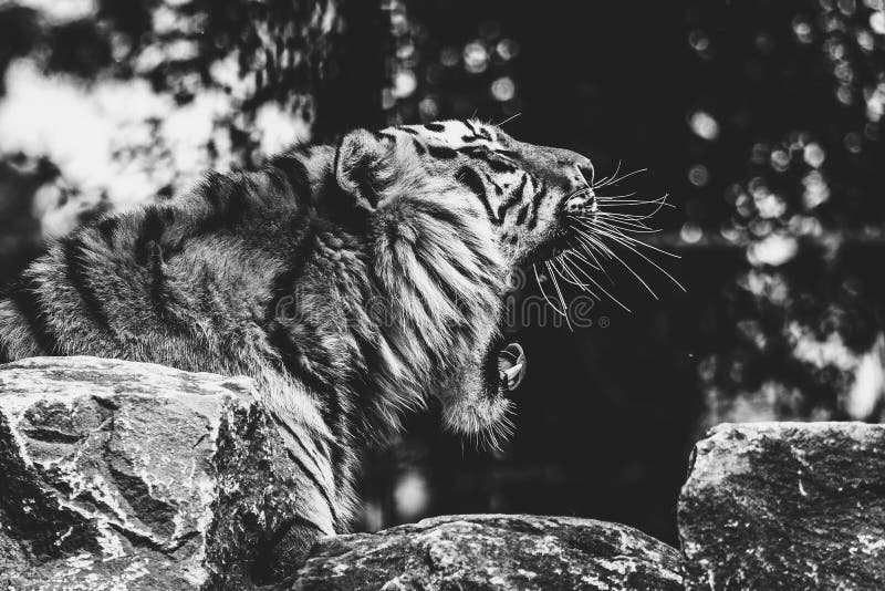 A Black And White Portrait Of A Yawning Siberian Tiger The Dangerous Predator Is Lying On A