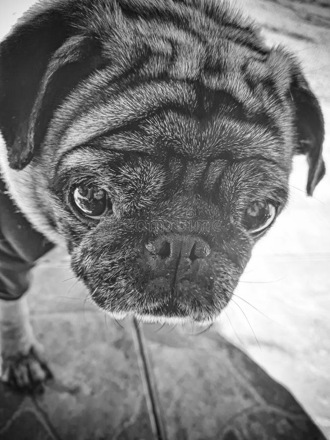 Close Up Black and White Pug Face Stock Photo - Image of carnivore ...