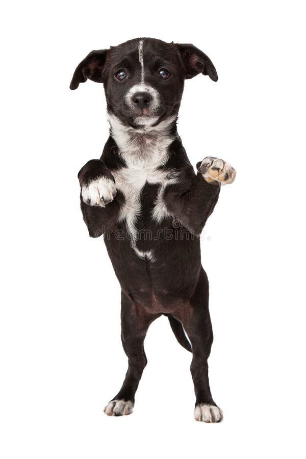 When Can A Puppy Stand Up