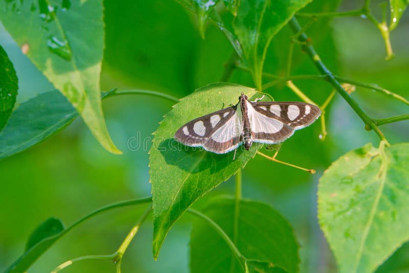 Pyralidae moth stock image. Image of lepidoptera, wildlife - 280067759