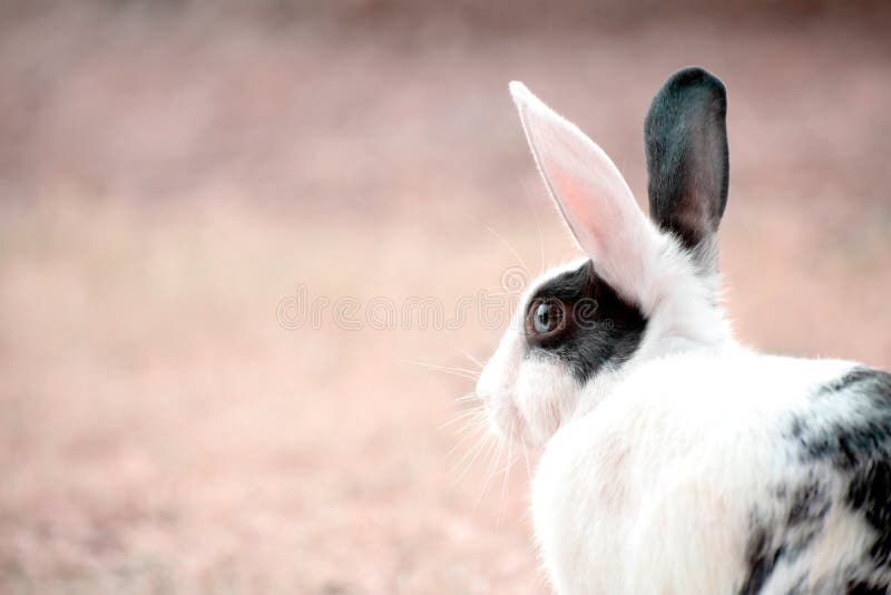Black and White Rabbit Breed Stock Photo - Image of happy, color: 187711930