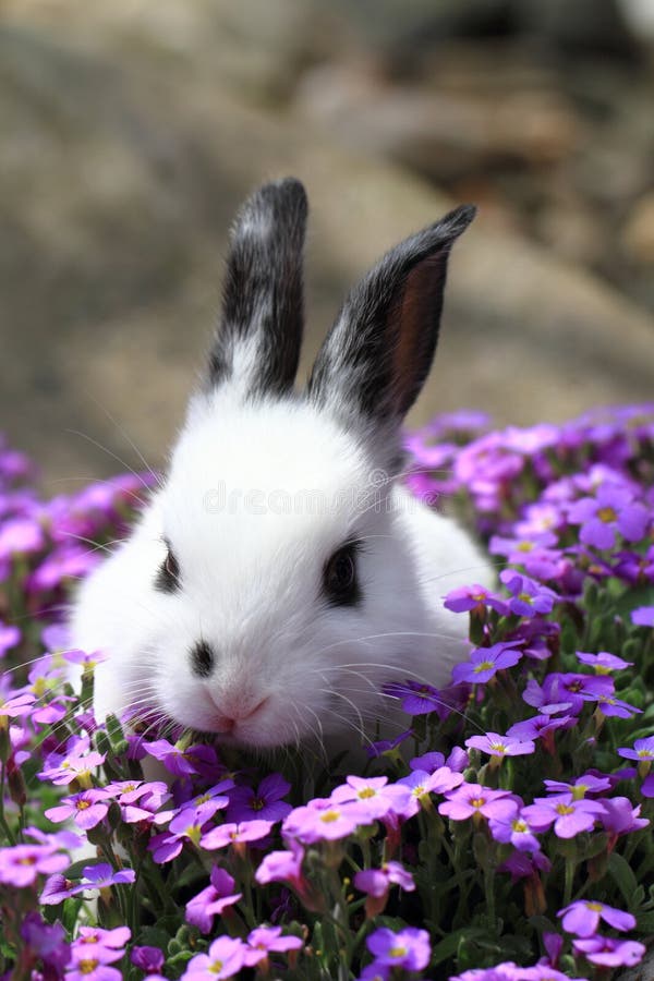 Black and White Rabbit in the Flowers Stock Photo - Image of small ...
