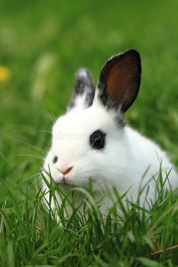 Black and White Rabbit in the Grass Stock Photo - Image of mammal ...