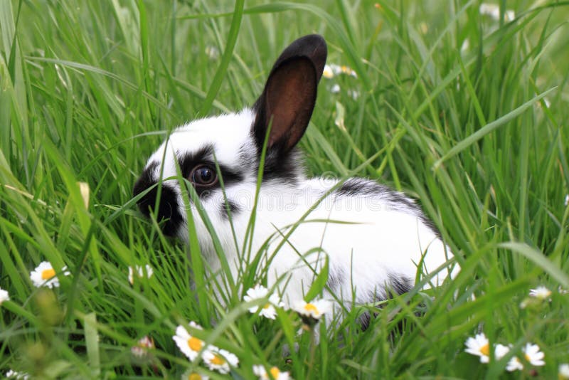 Black and White Rabbit in the Grass Stock Image - Image of easter, hare ...