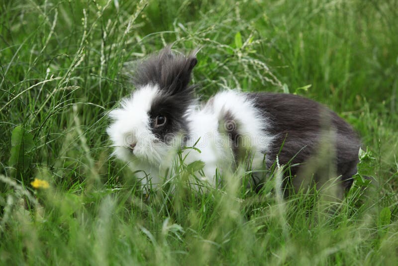 Black and White Rabbit on Green Grass in Summer Day Stock Image - Image ...