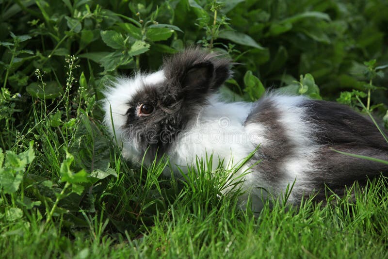Black and White Rabbit on Green Grass in Summer Day Stock Image - Image ...