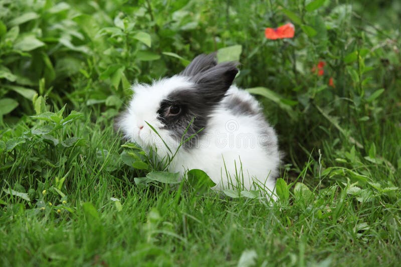 Black and White Rabbit on Green Grass in Summer Day Stock Image - Image ...