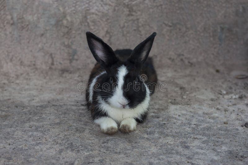 Black and White Rabbit Look and Laying Down on the Floor. Stock Photo ...