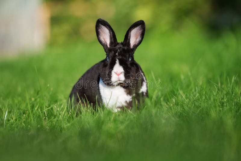 Black and White Rabbit Outdoors in Summer Stock Image - Image of farm ...