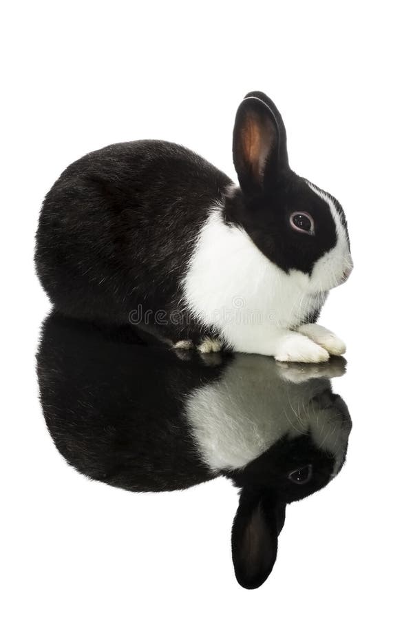 Black and White Rabbit Reflected on a Mirror Stock Photo - Image of ...