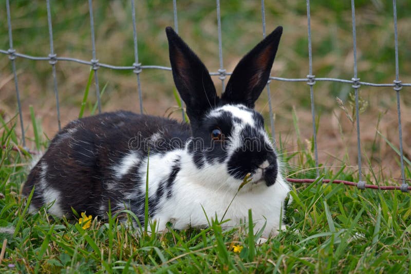 Black and white rabbit stock image. Image of mammal, nature - 56314131