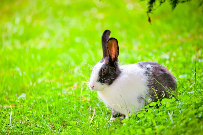 Black- and -white Rabbit Sitting on the Green Grass with Raised Ears ...