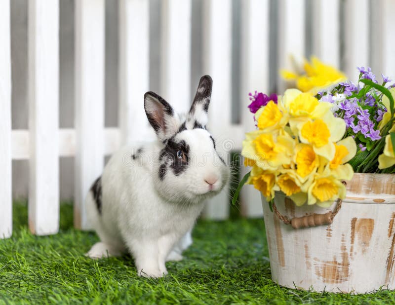 Bunny smelling a flower stock photo. Image of creature - 3317500