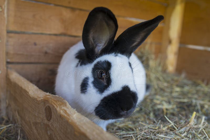 202 White Rabbit Black Spots Stock Photos - Free & Royalty-Free Stock ...