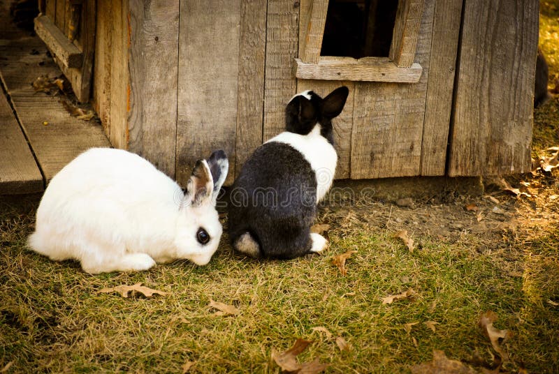 Black and White Rabbits stock photo. Image of bunny, opposites - 16444150