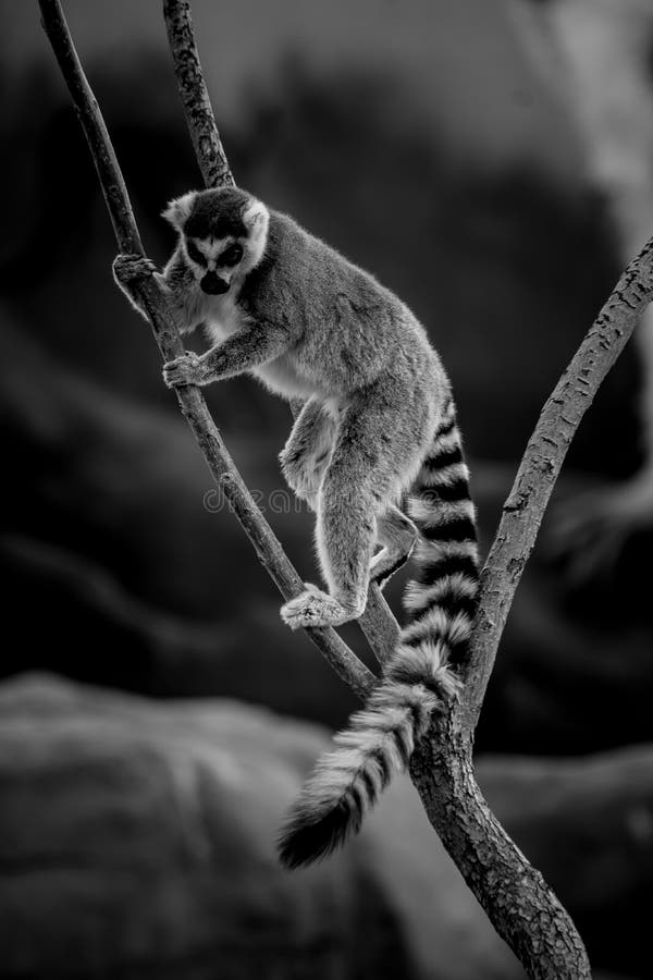 Rakoon Stock Photos - Free & Royalty-Free Stock Photos from Dreamstime