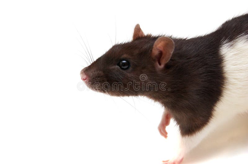 Black rat stock image. Image of rodent, white, tail, close - 3546469