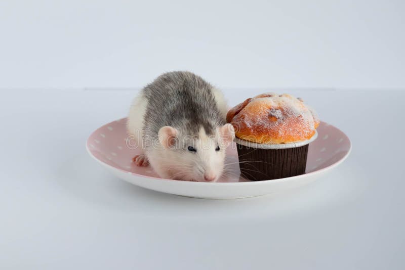 145 Rat Eating Cake Stock Photos - Free & Royalty-Free Stock Photos ...