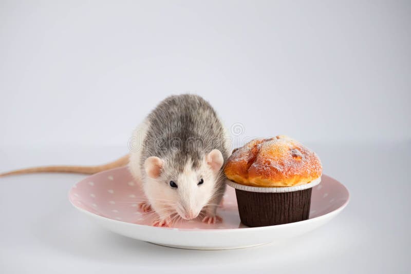 145 Rat Eating Cake Stock Photos - Free & Royalty-Free Stock Photos ...