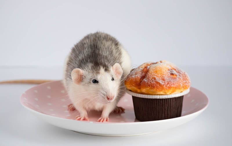 Rat Eating Cupcake Stock Photos - Free & Royalty-Free Stock Photos from ...