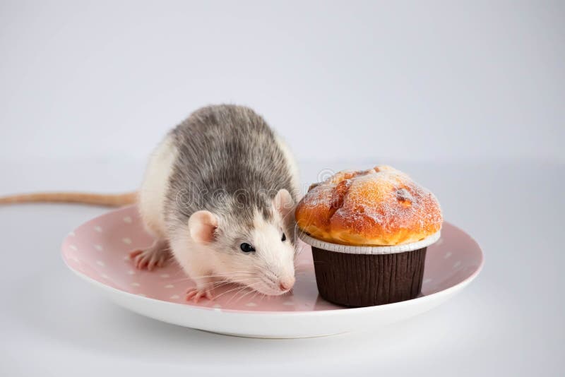 145 Rat Eating Cake Stock Photos - Free & Royalty-Free Stock Photos ...