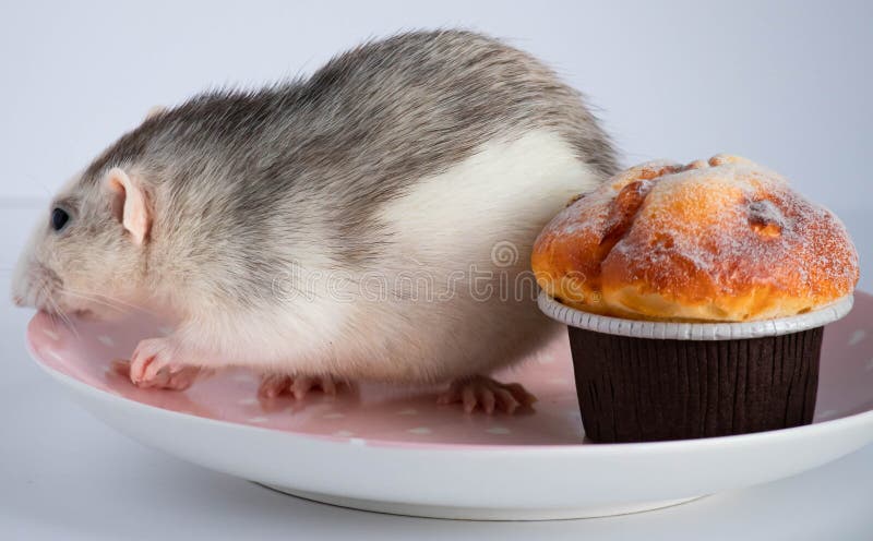 Rat Eating Cupcake Stock Photos - Free & Royalty-Free Stock Photos from ...