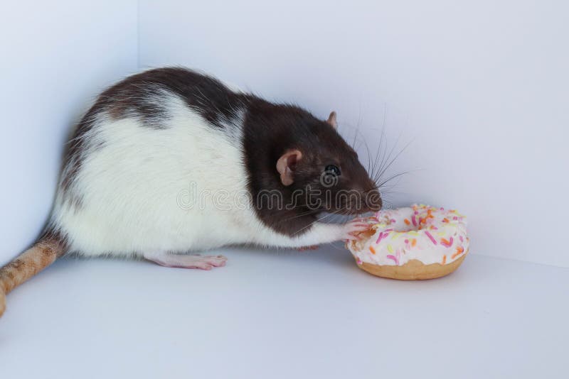 Black and White Rat Eating a Sweet Multi-colored Donut Stock Photo ...