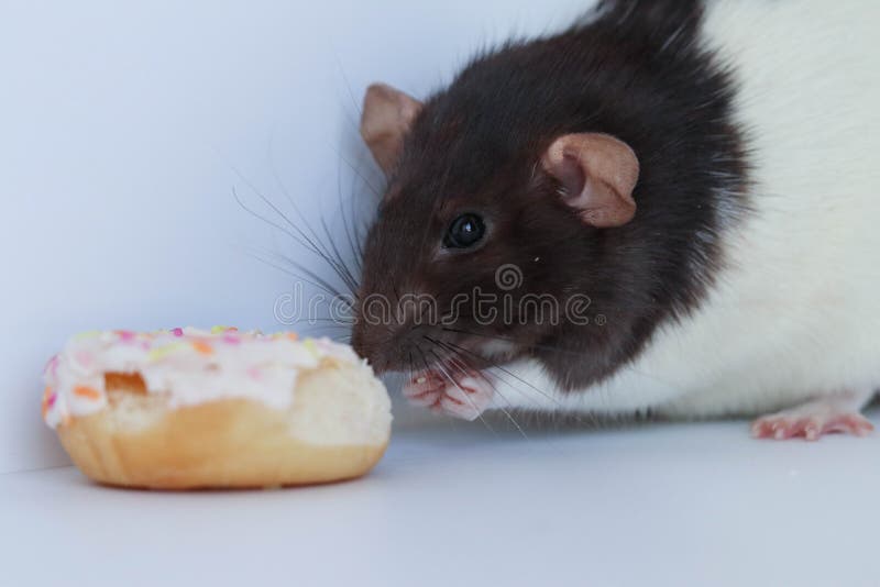 Black and White Rat Eating a Sweet Multi-colored Donut Stock Image ...