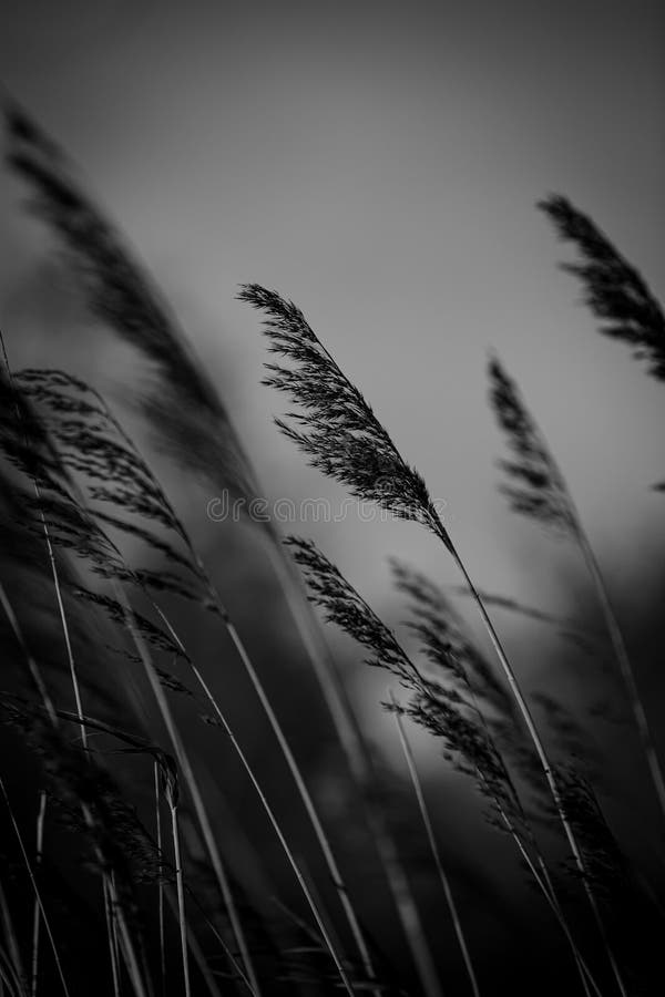 557 Grass Dancing Wind Stock Photos - Free & Royalty-Free Stock Photos ...