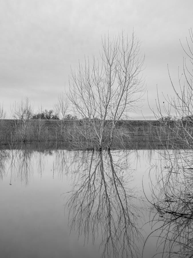 Black and White Reflection of Bare Trees in Calm Water Under a Cloudy ...