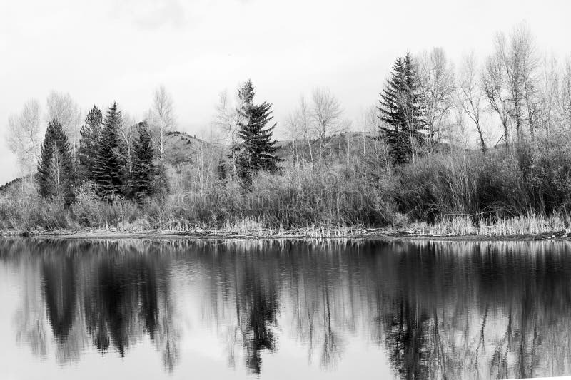 Black and White Reflection of Trees on a Lake. Stock Photo - Image of ...