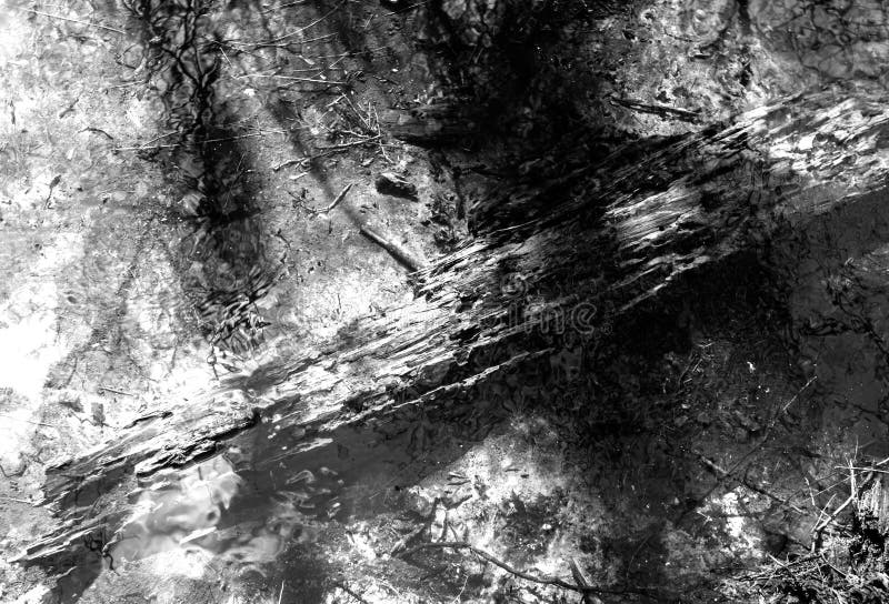 Black and White Reflection in the Water Stock Photo - Image of surface ...