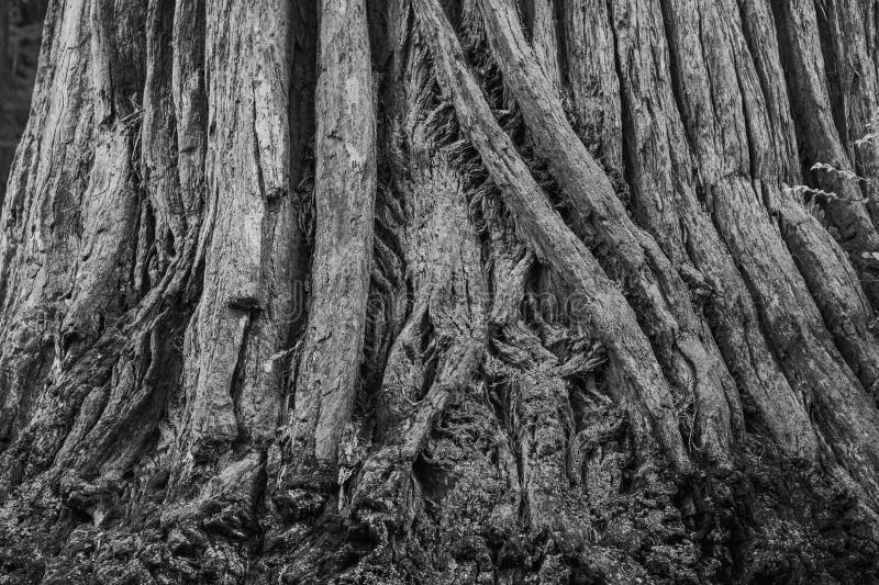 Black and White Ridges of Redwood Tree Stock Image - Image of pattern ...