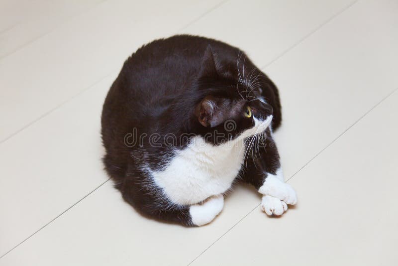 Rolled Cat stock image. Image of rolled, look, black - 265242111