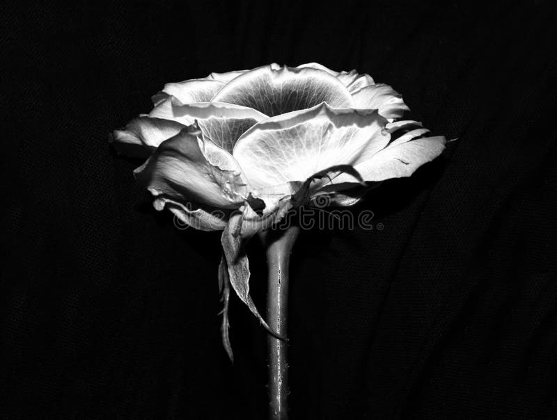 Black & White Rose Portrait Stock Image - Image of glow, roses: 70250599